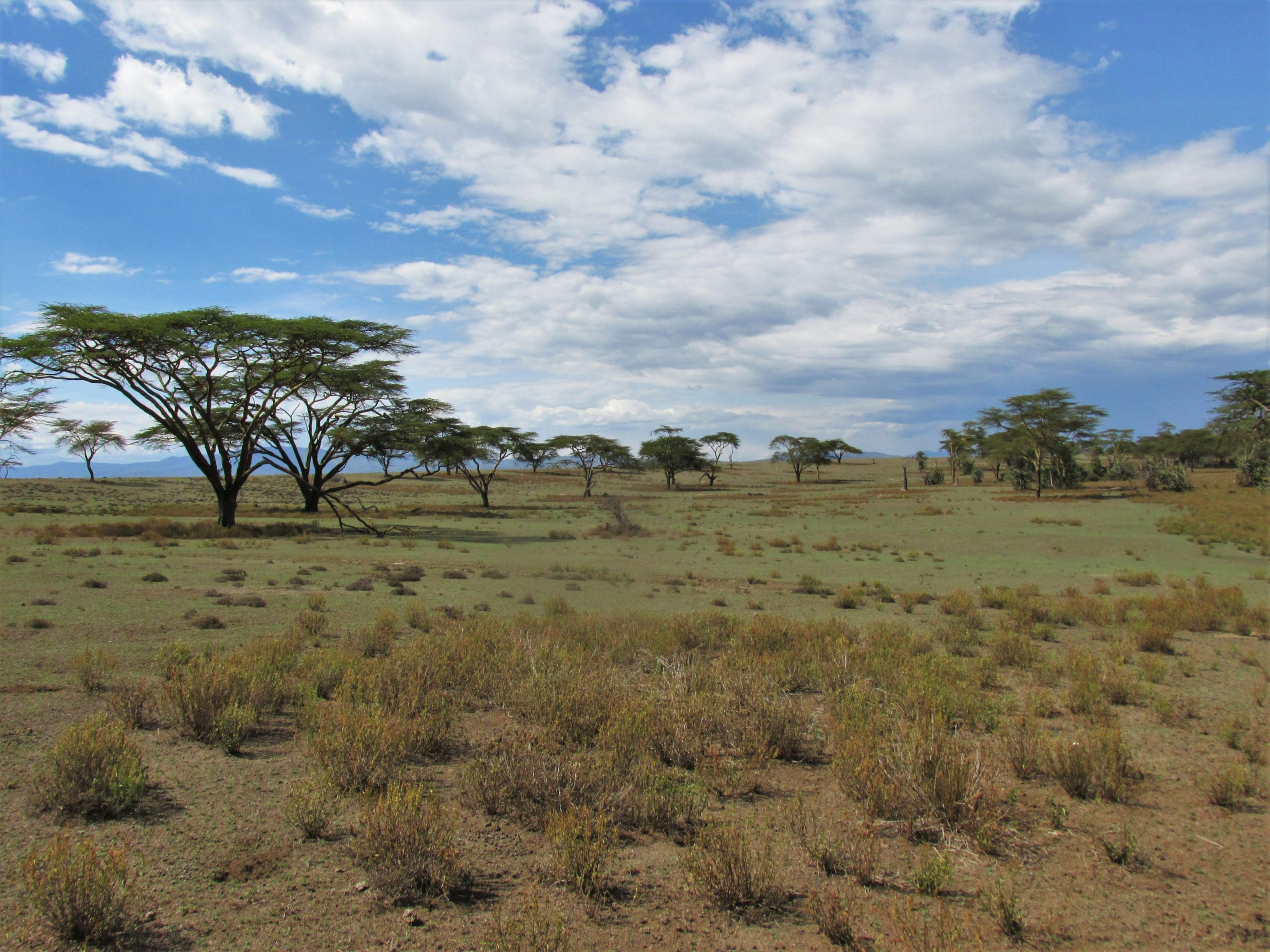 African Climate and Environment Centre - Future African Savannas (AFAS)